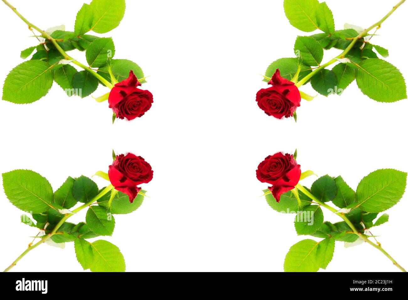 Red roses white flowers Cut Out Stock Images & Pictures - Alamy