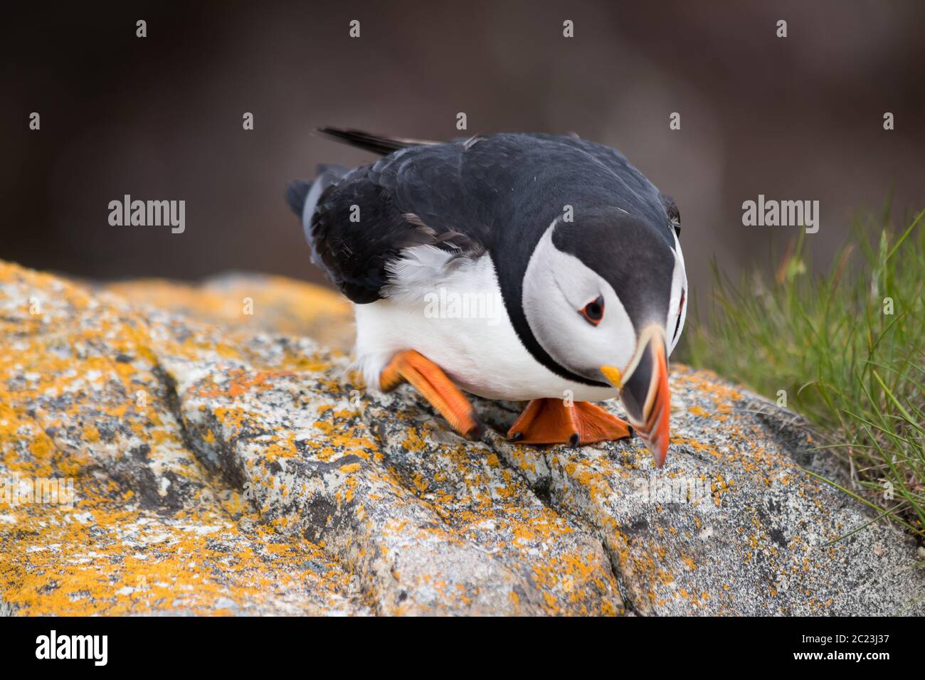 Puffin cove hi-res stock photography and images - Alamy