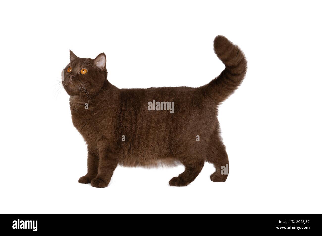 British shorthair chocolate hi-res stock photography and images - Alamy