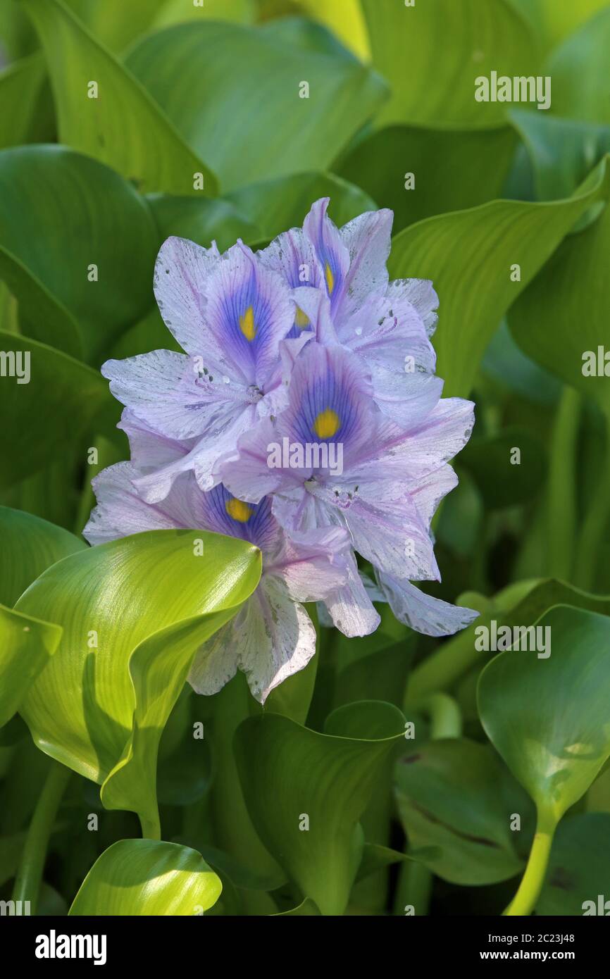 Water hyacinth floating plant hi-res stock photography and images - Alamy