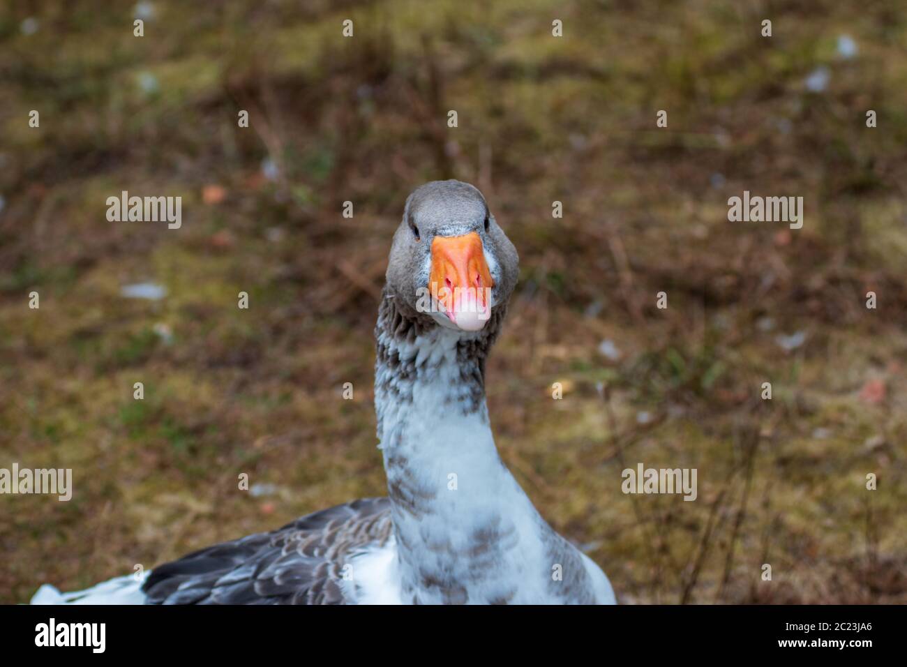 Close up of a single goose in an animal park in Germany Stock Photo - Alamy
