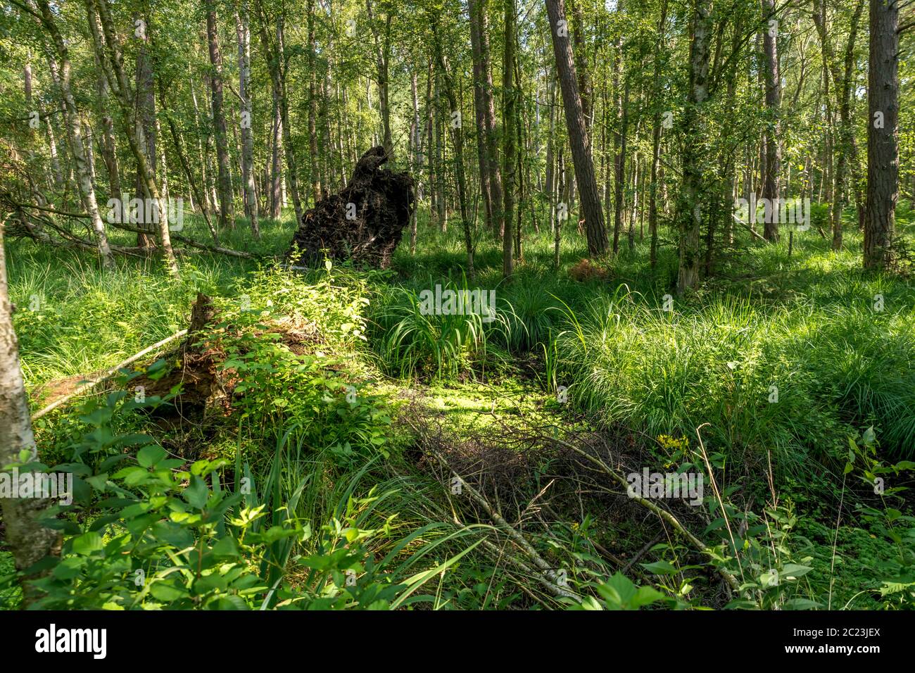 German Moor forest landscape with fern, grass and deciduous trees in ...