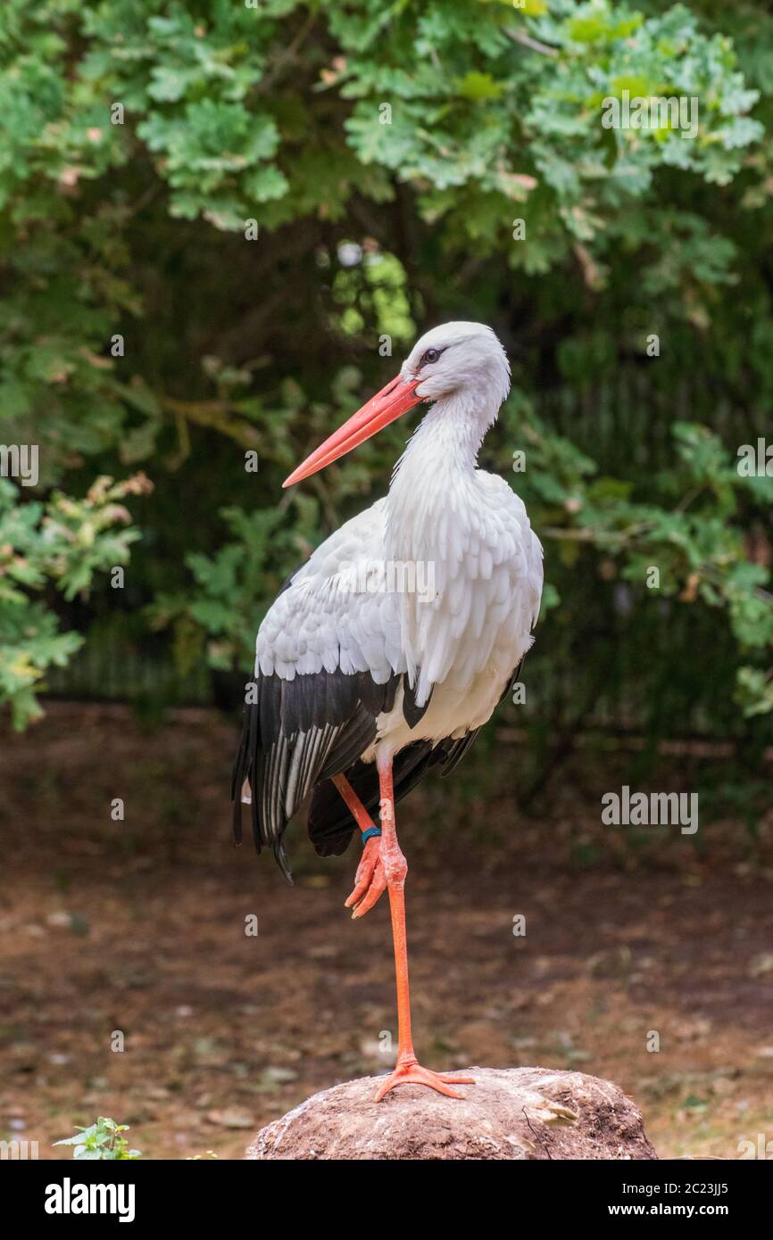 Close up of a stork in an animal park in Germany Stock Photo - Alamy