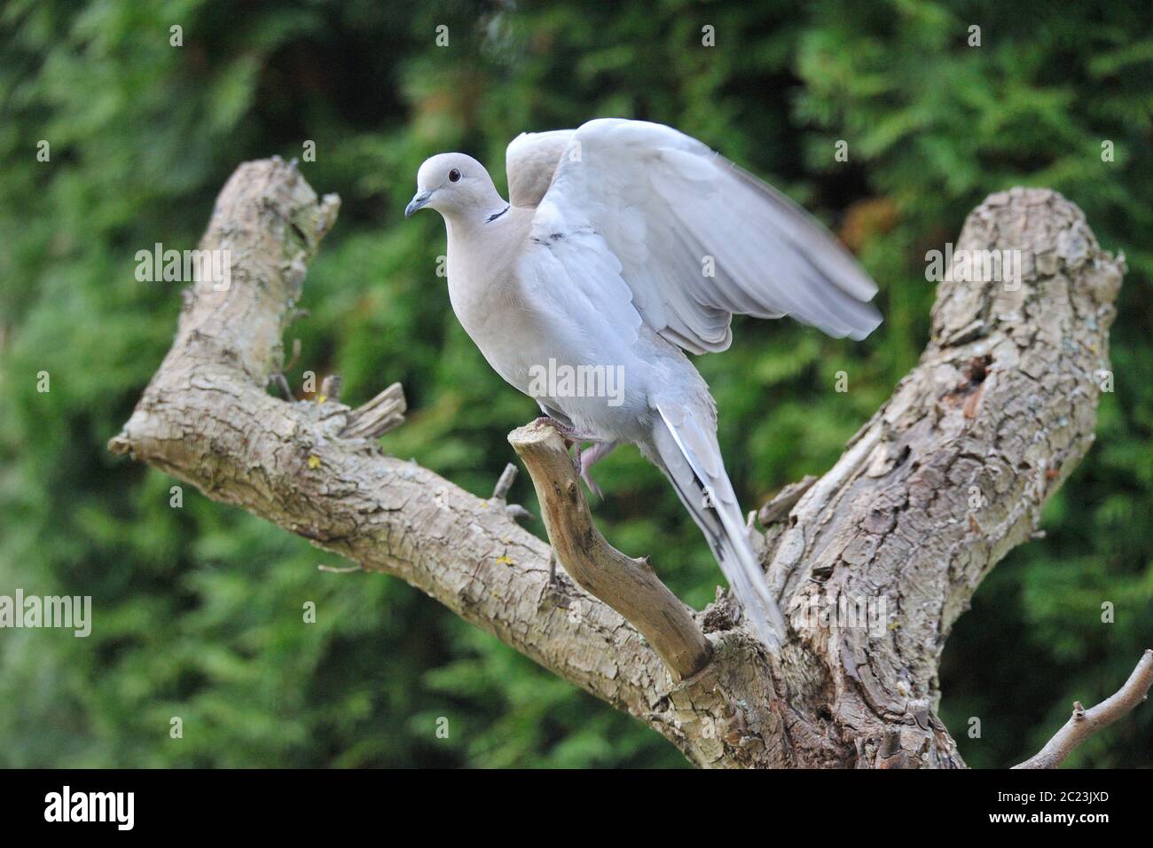 Tree dove hi-res stock photography and images - Alamy