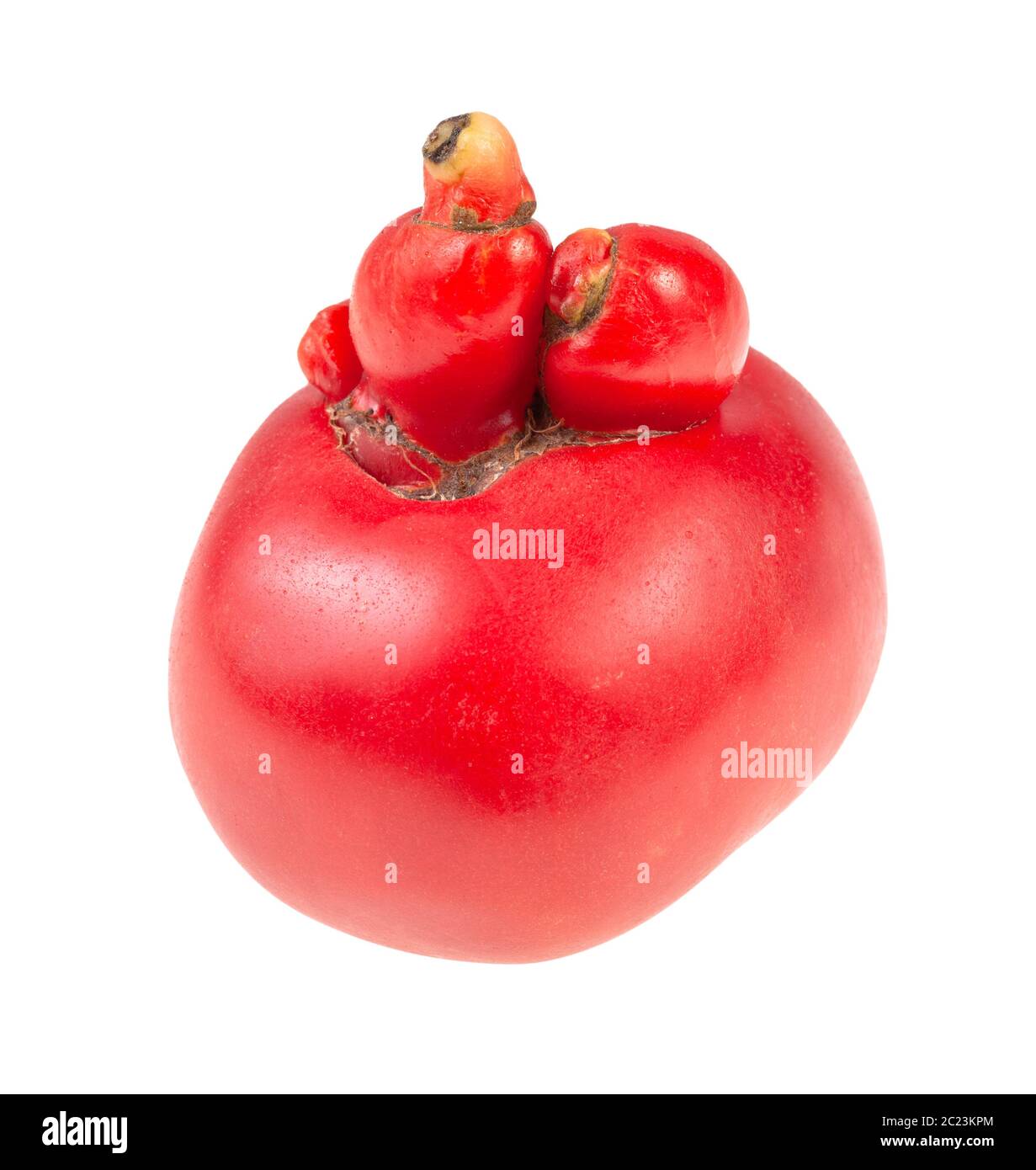 natural pink tomato with growths isolated on white background Stock ...