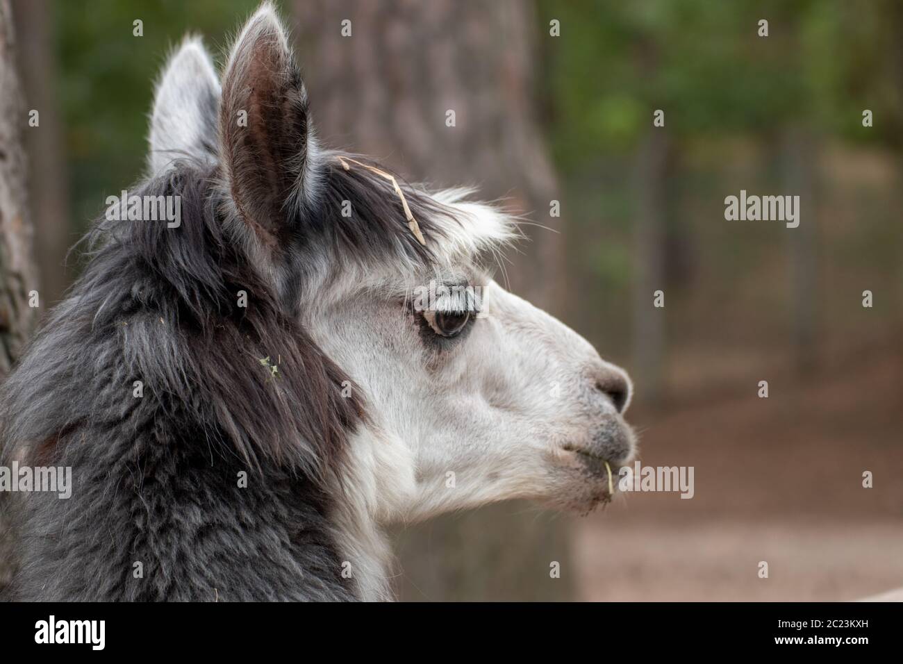 Close up of a single alpaca in an animal park in Germany Stock Photo ...