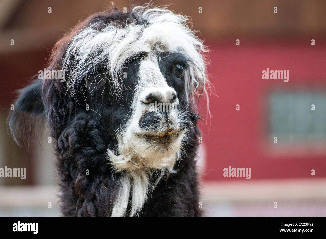 Close up of a single alpaca in an animal park in Germany Stock Photo ...