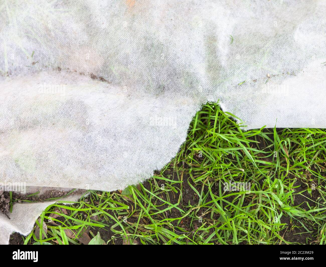 non-woven fabric on new lawn for mulching green grass to improve ...