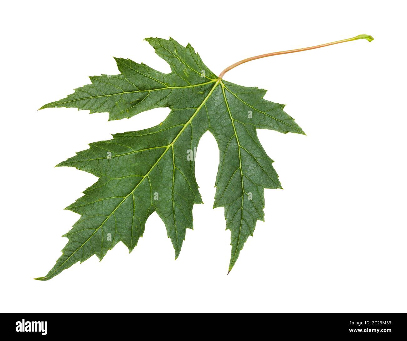 fresh leaf of Silver Maple tree (Acer Saccharinum) isolated on white ...