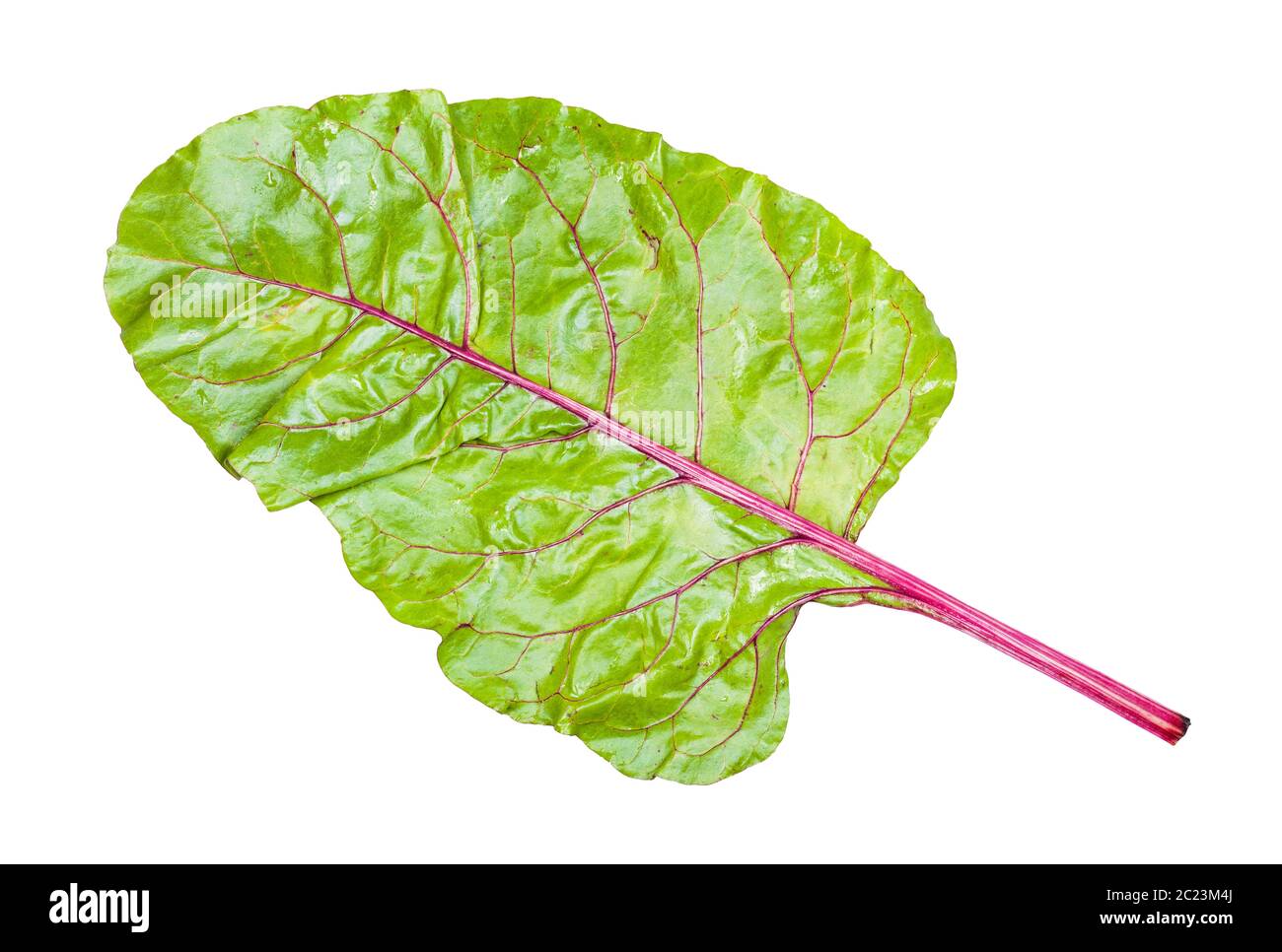 wet leaf of beet isolated on white backgrounds Stock Photo - Alamy