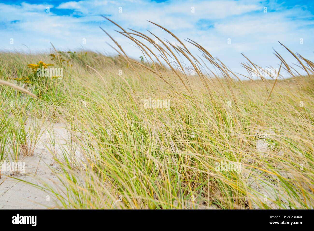 Marram grass blowing in wind on beach in coastal New England USA Stock ...