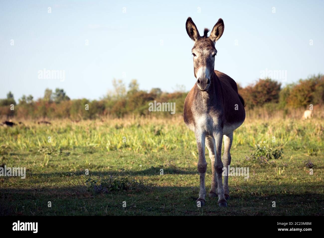 The donkey is standing outdoors in nature, organic donkey breeding ...