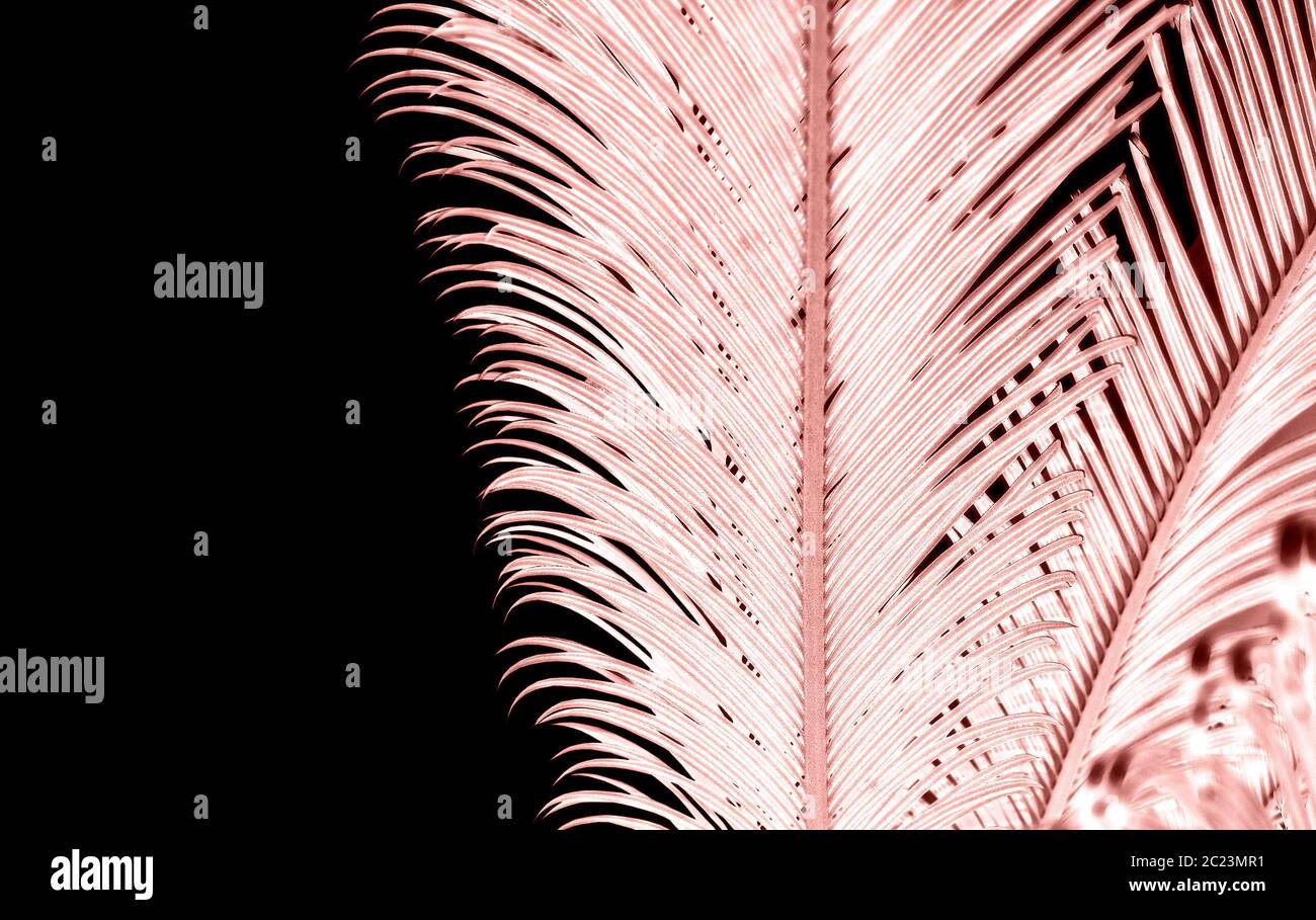 Inverted palm silhouette in color Living Coral Stock Photo - Alamy