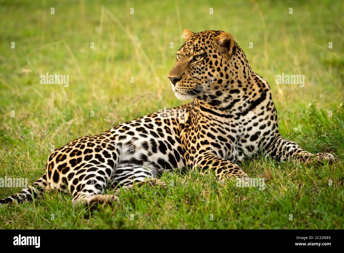 Close-up of male leopard lying raising head Stock Photo - Alamy