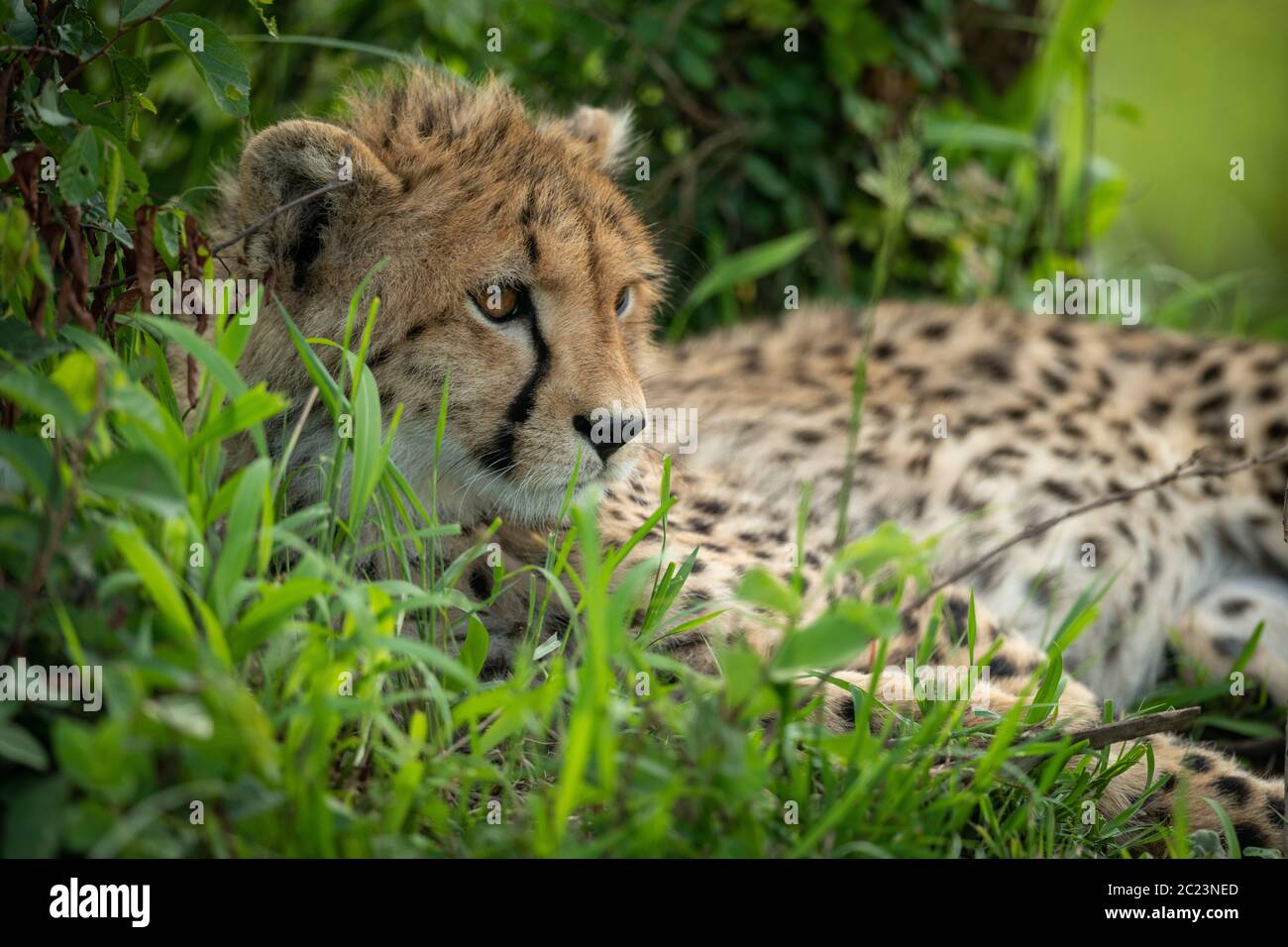 Cheetah cub in long grass hi-res stock photography and images - Alamy