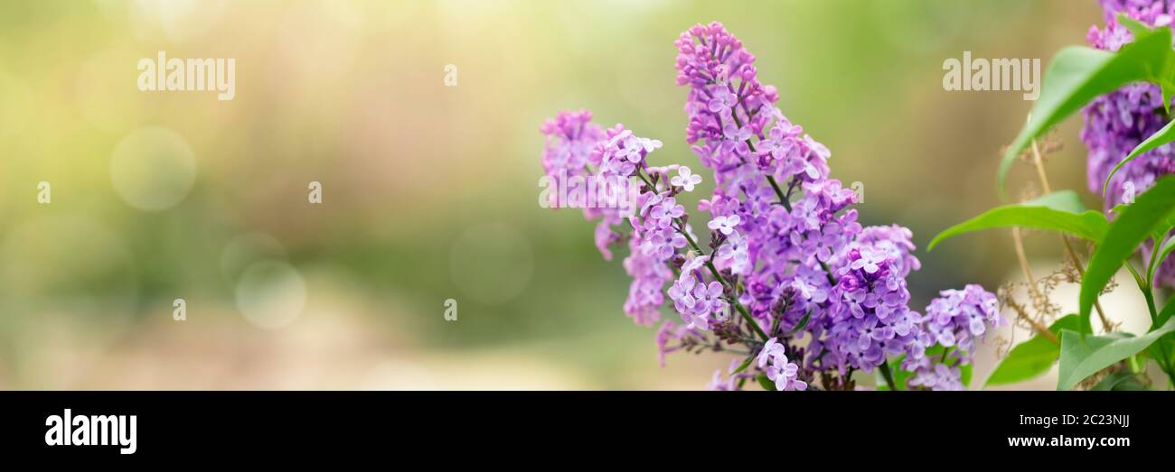Purple lilac flowers in spring sunshine Stock Photo - Alamy