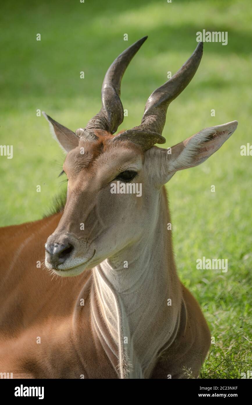 Head of eland taurotragus hi-res stock photography and images - Alamy