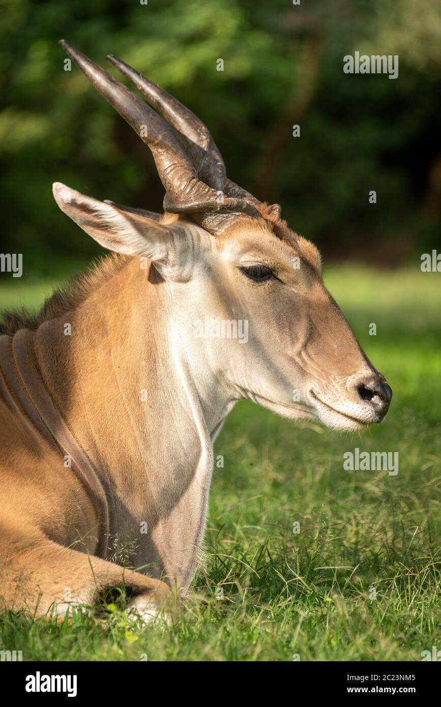 Eland antelope on savanna hi-res stock photography and images - Alamy
