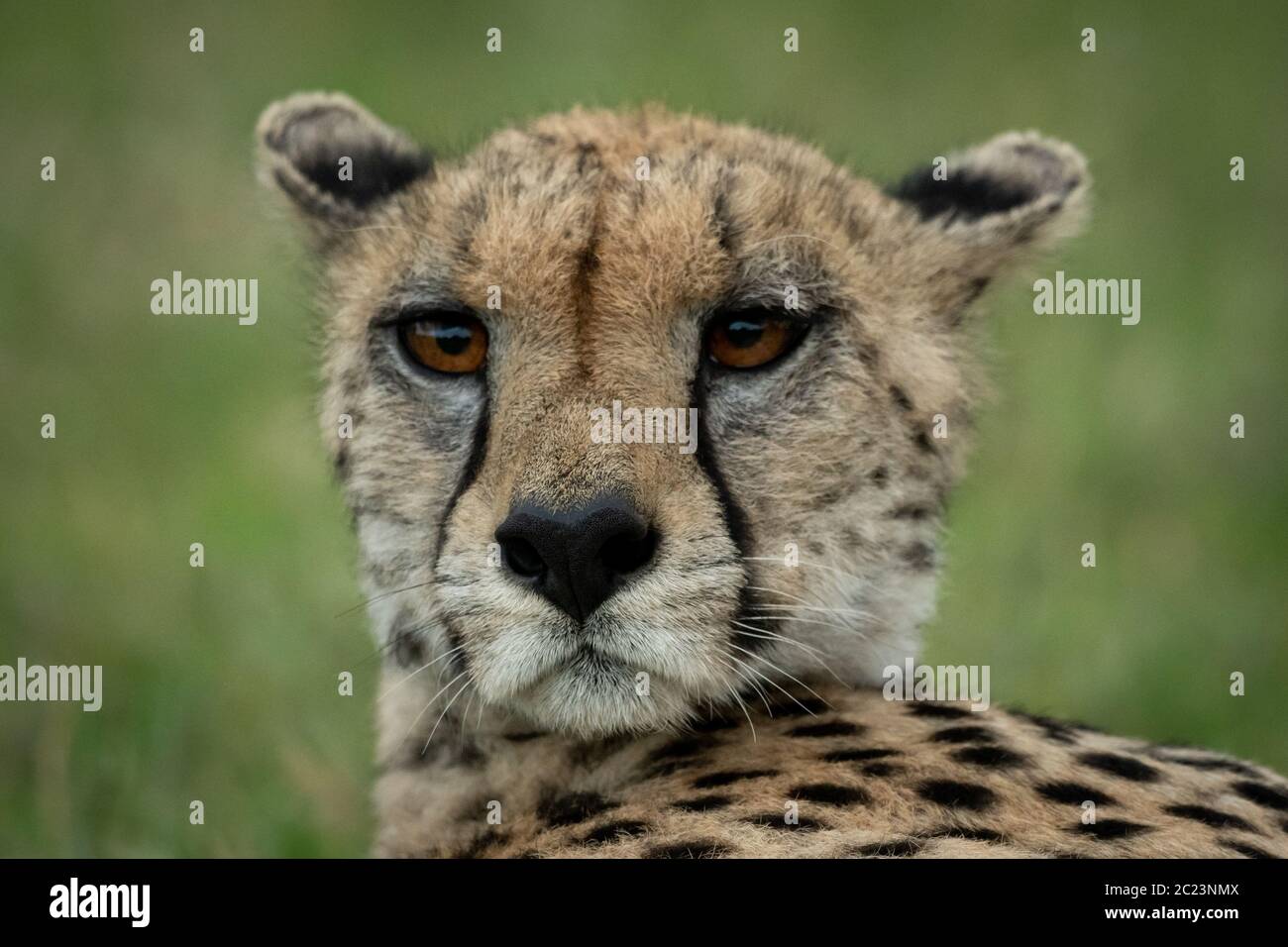 Cheetah ears hi-res stock photography and images - Alamy