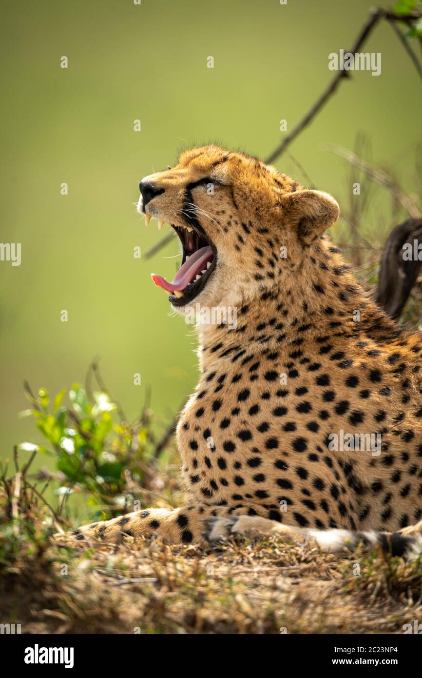 Cheetah yawn close up hi-res stock photography and images - Alamy