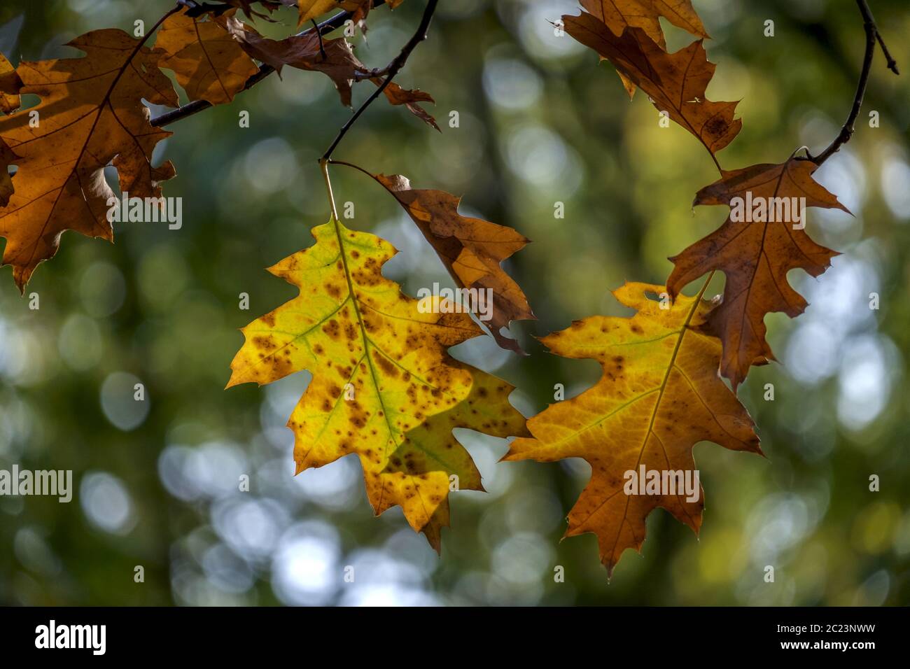 Oak twigs hi-res stock photography and images - Alamy