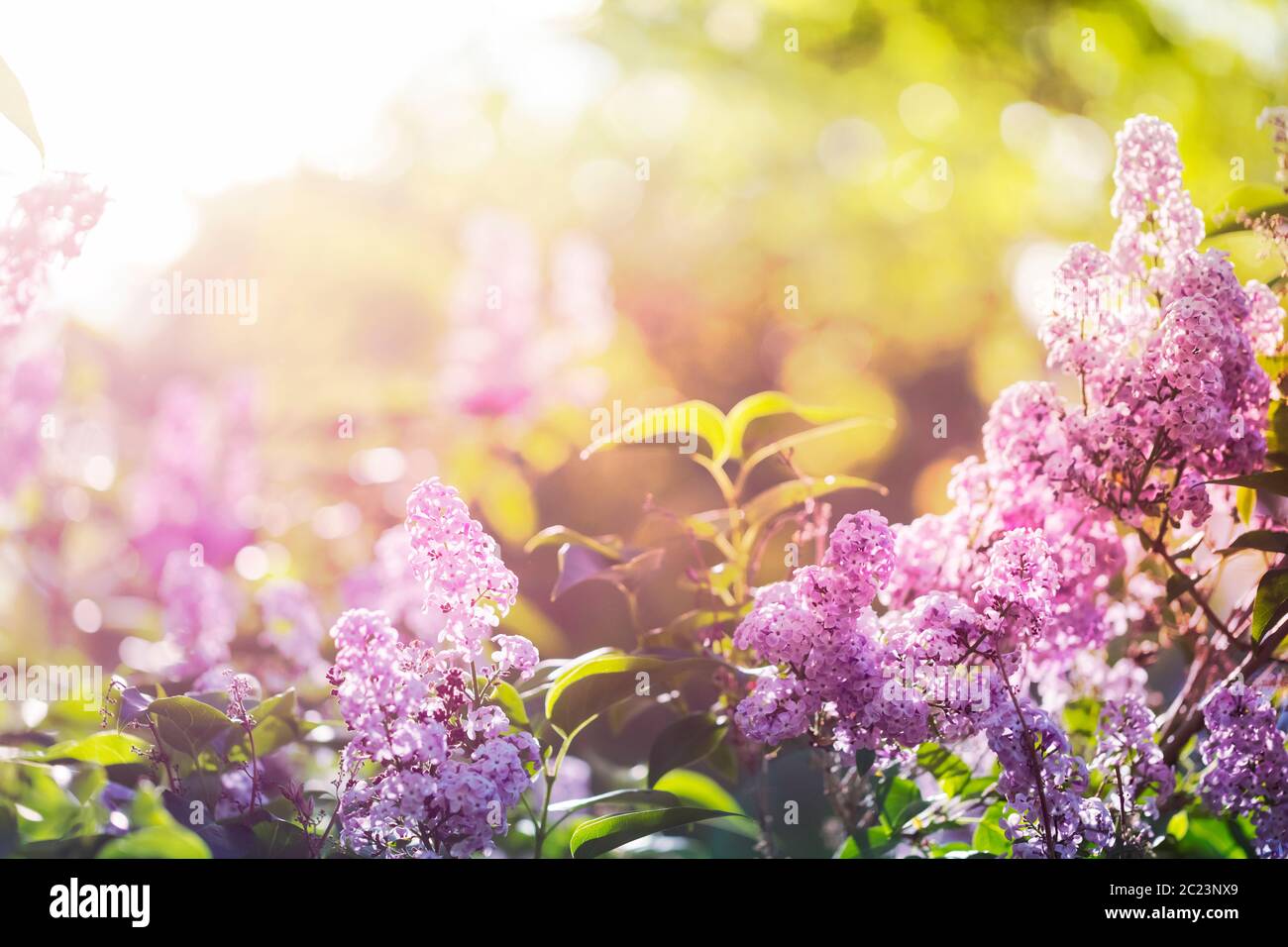 Purple lilac flowers in spring sunshine Stock Photo - Alamy