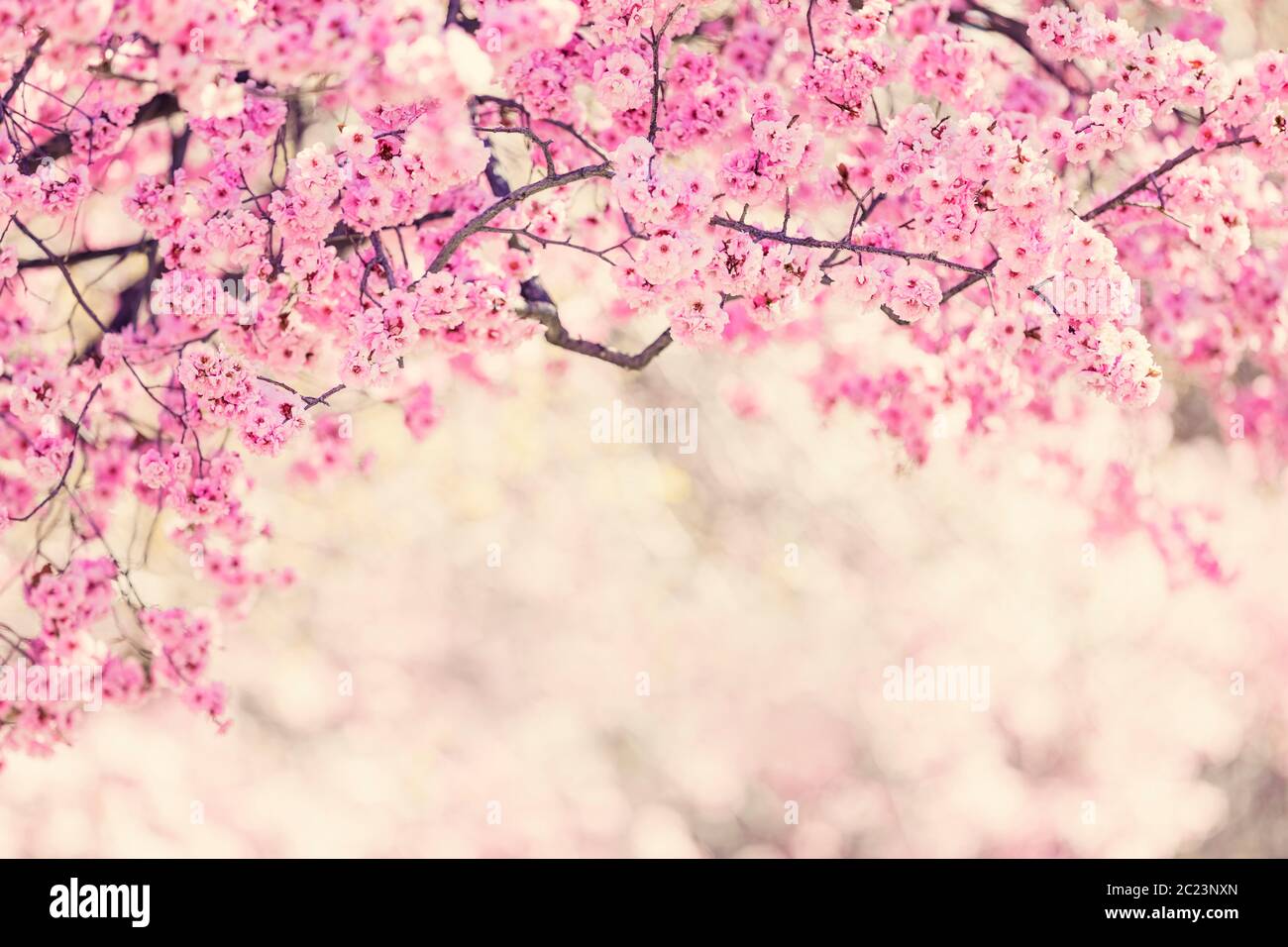 tree flowers in spring blossom Stock Photo - Alamy