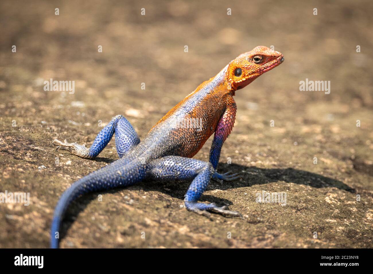 Spider man agama hi-res stock photography and images - Alamy