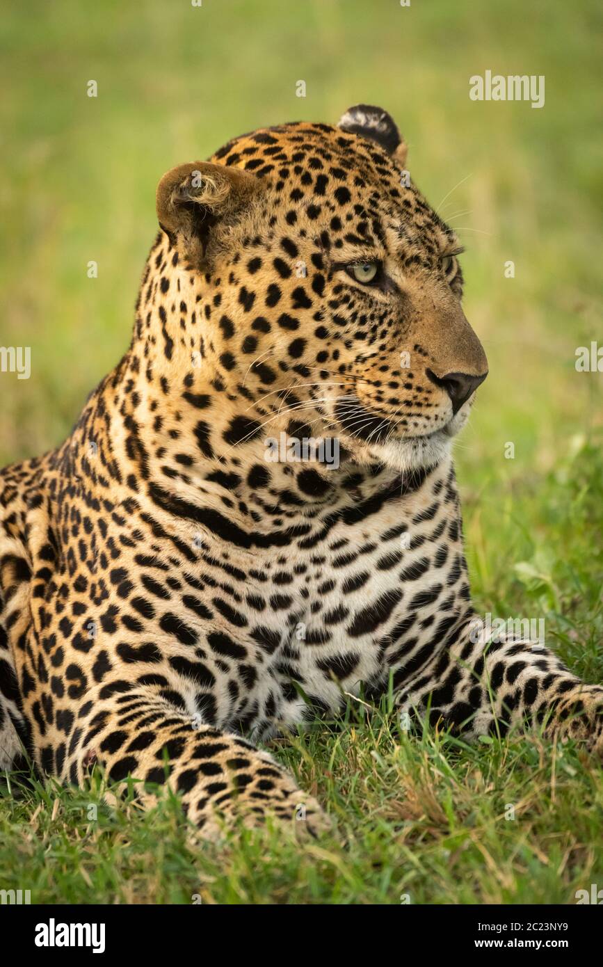 Head turned right hi-res stock photography and images - Alamy