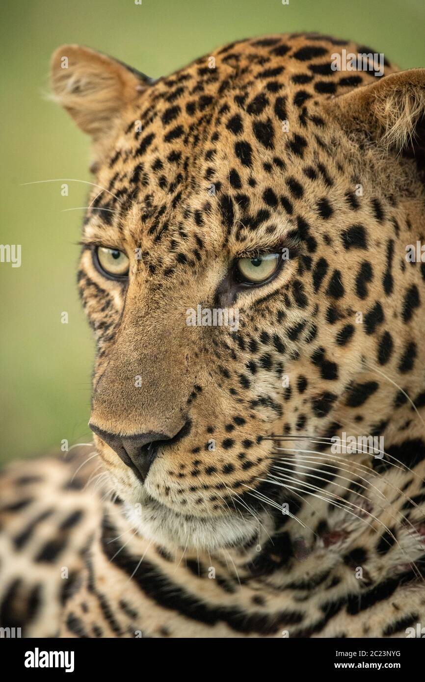 Close-up of male leopard head angled down Stock Photo - Alamy