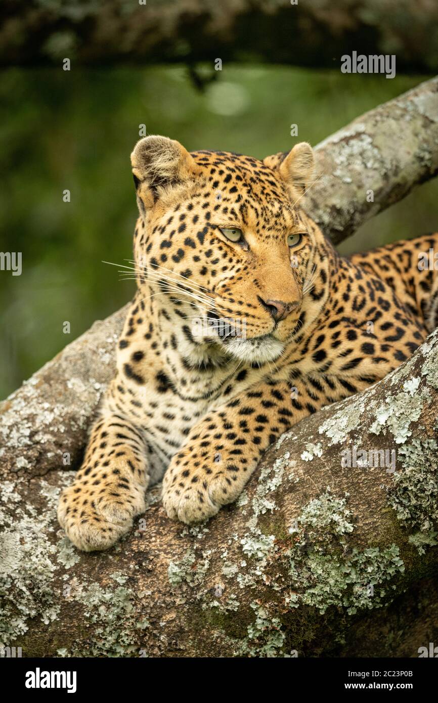Close-up of leopard staring right in tree Stock Photo - Alamy