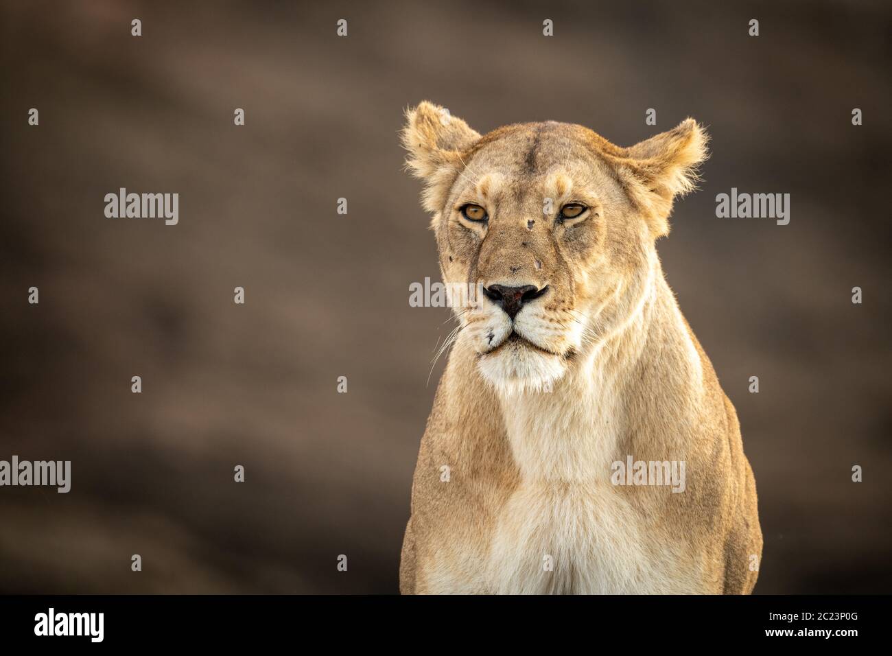 Lioness Sitting Profile