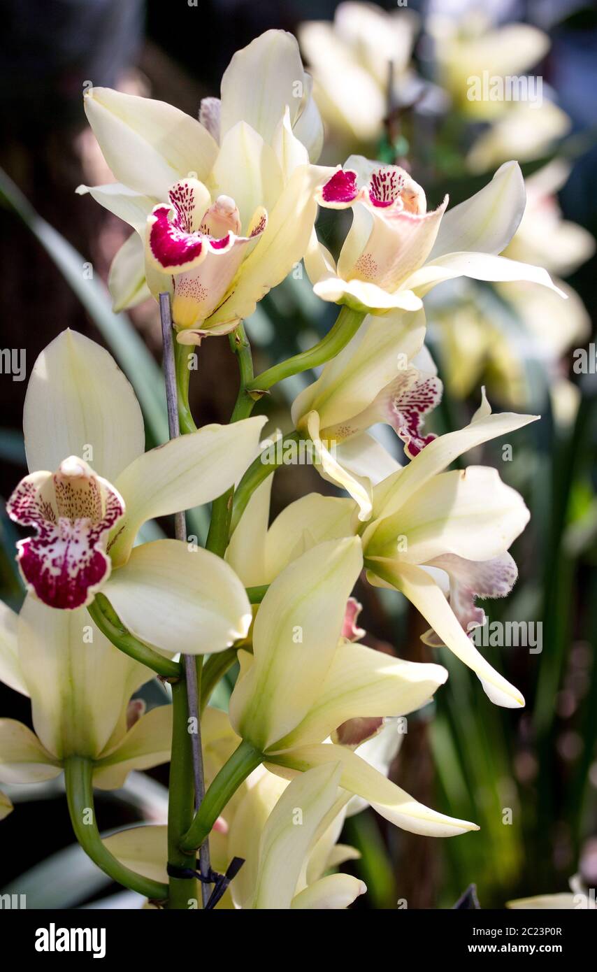 Cymbidium Flower Bud High Resolution Stock Photography and Images - Alamy