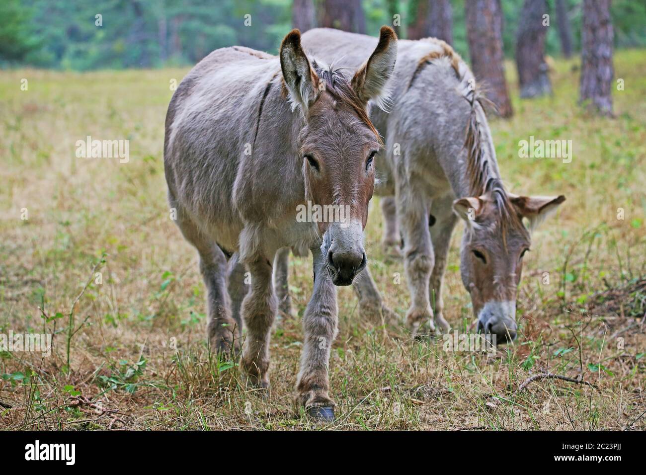Donkeys for landscape conservation in nature conservation Stock Photo ...