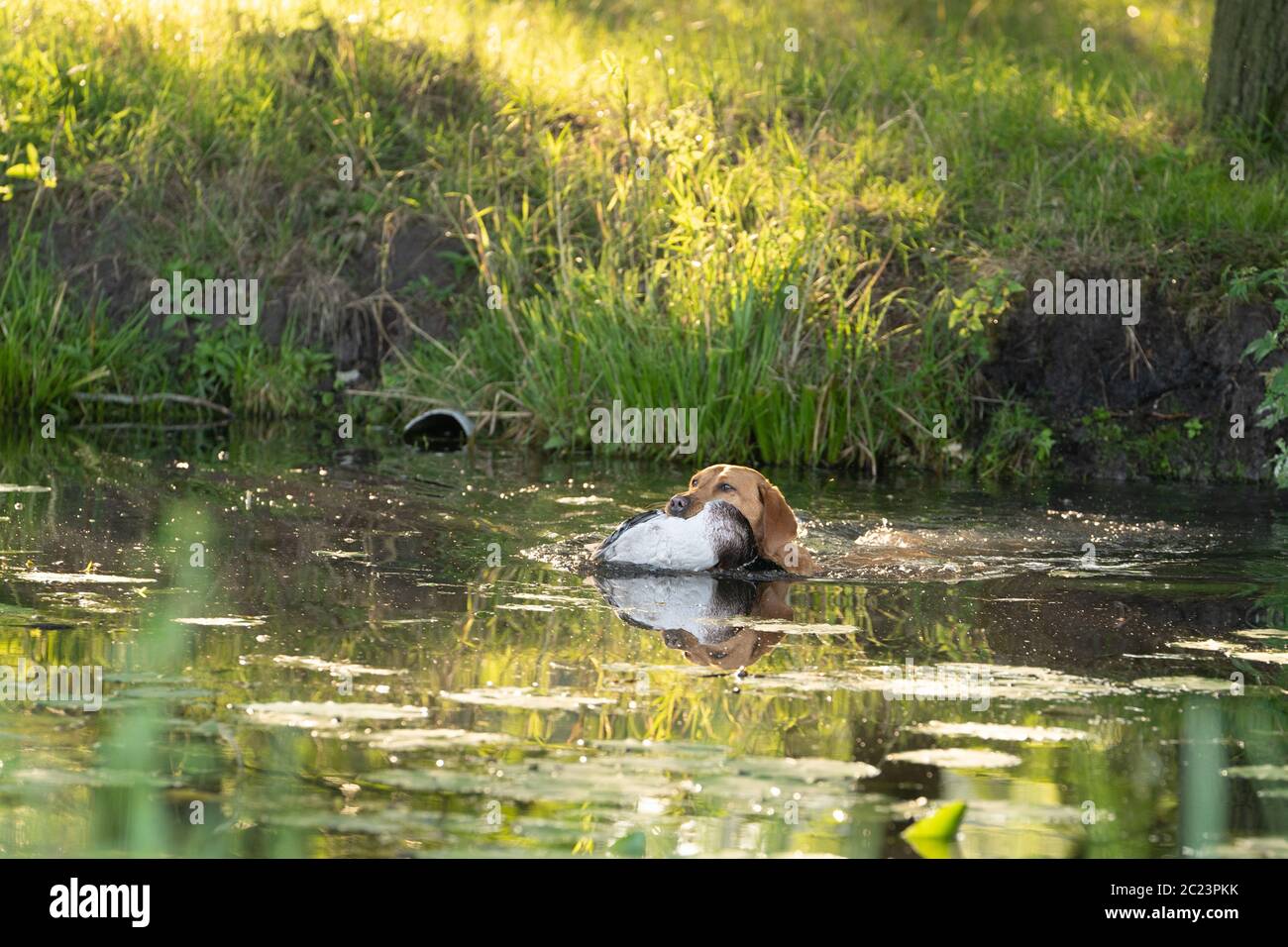 Hunter with yellow labrador standing in a field waiting Stock Photo - Alamy