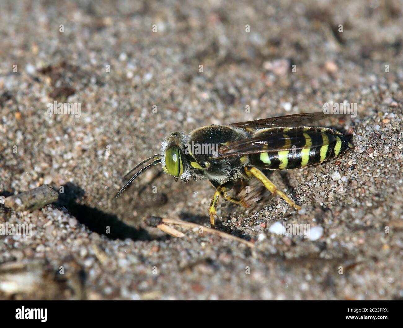 Large wasp hi-res stock photography and images - Alamy