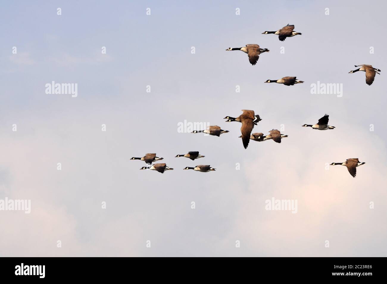 Flight of geese hi-res stock photography and images - Alamy