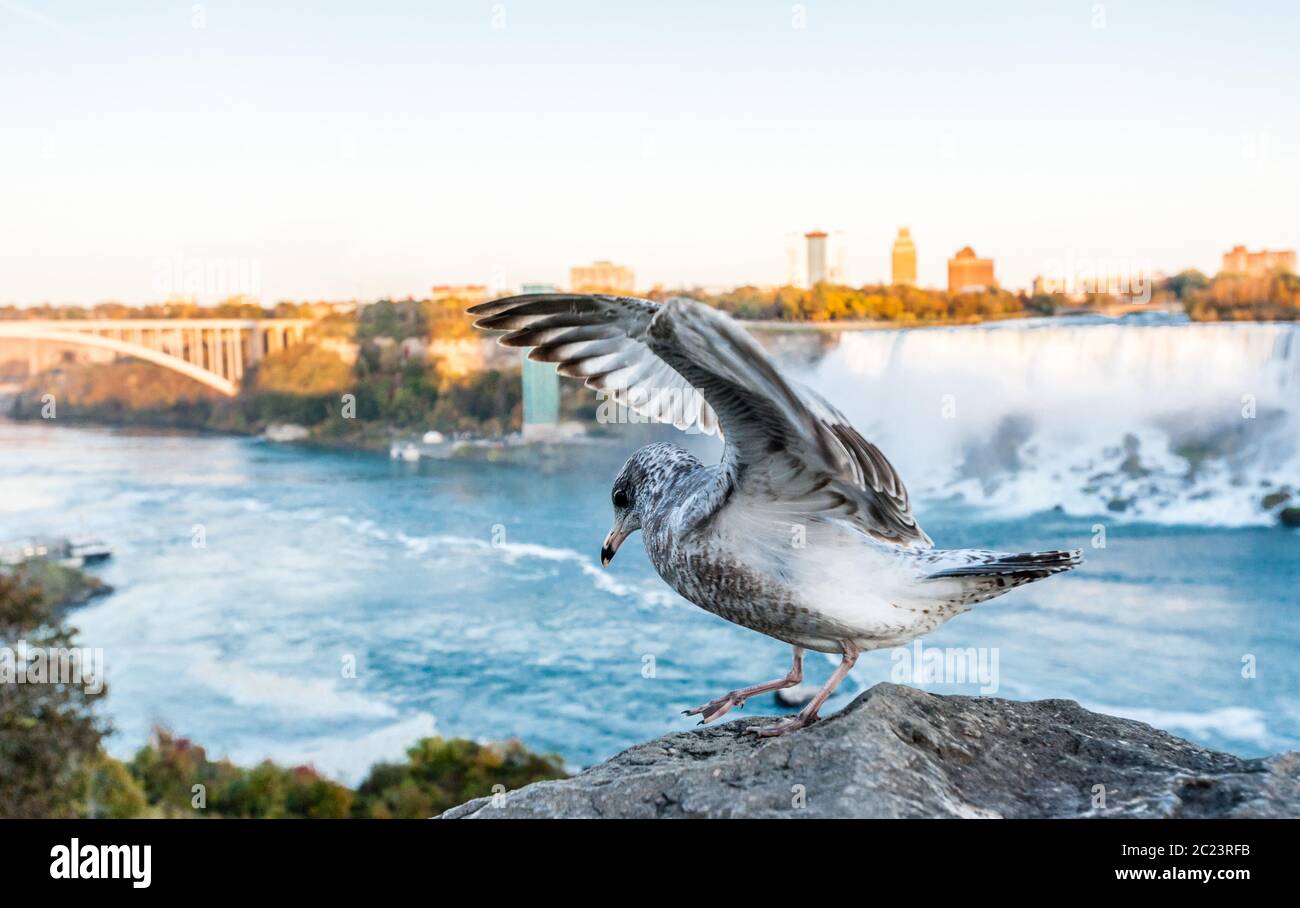 Young seagull with wings extended ready to take off from rock with ...