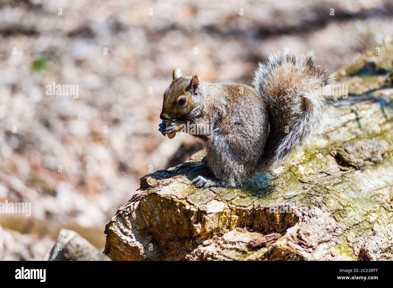 Gray squirrel sitting on log holding nut in paws, in Ontario, Canada ...