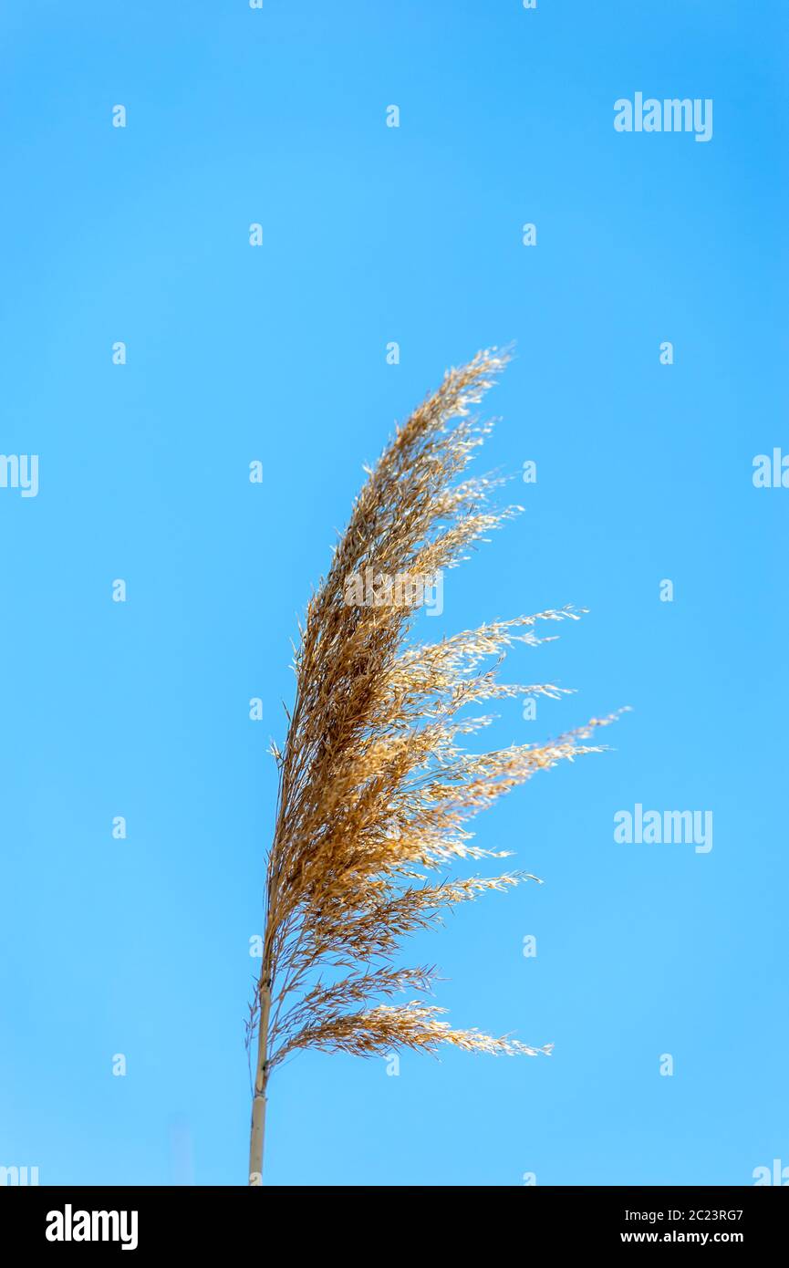 Top of single brown grass stalk in wind on clear blue Stock Photo - Alamy