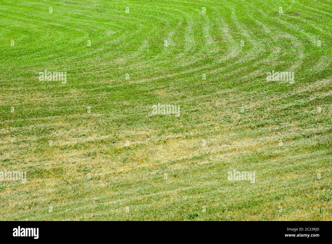 Recently mowed dry green grass showing curved lawnwmower paths Stock ...