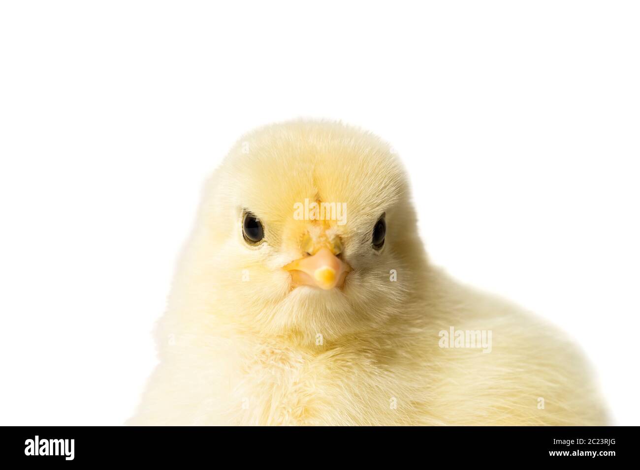 Adorable pair furry little chickens hi-res stock photography and images ...