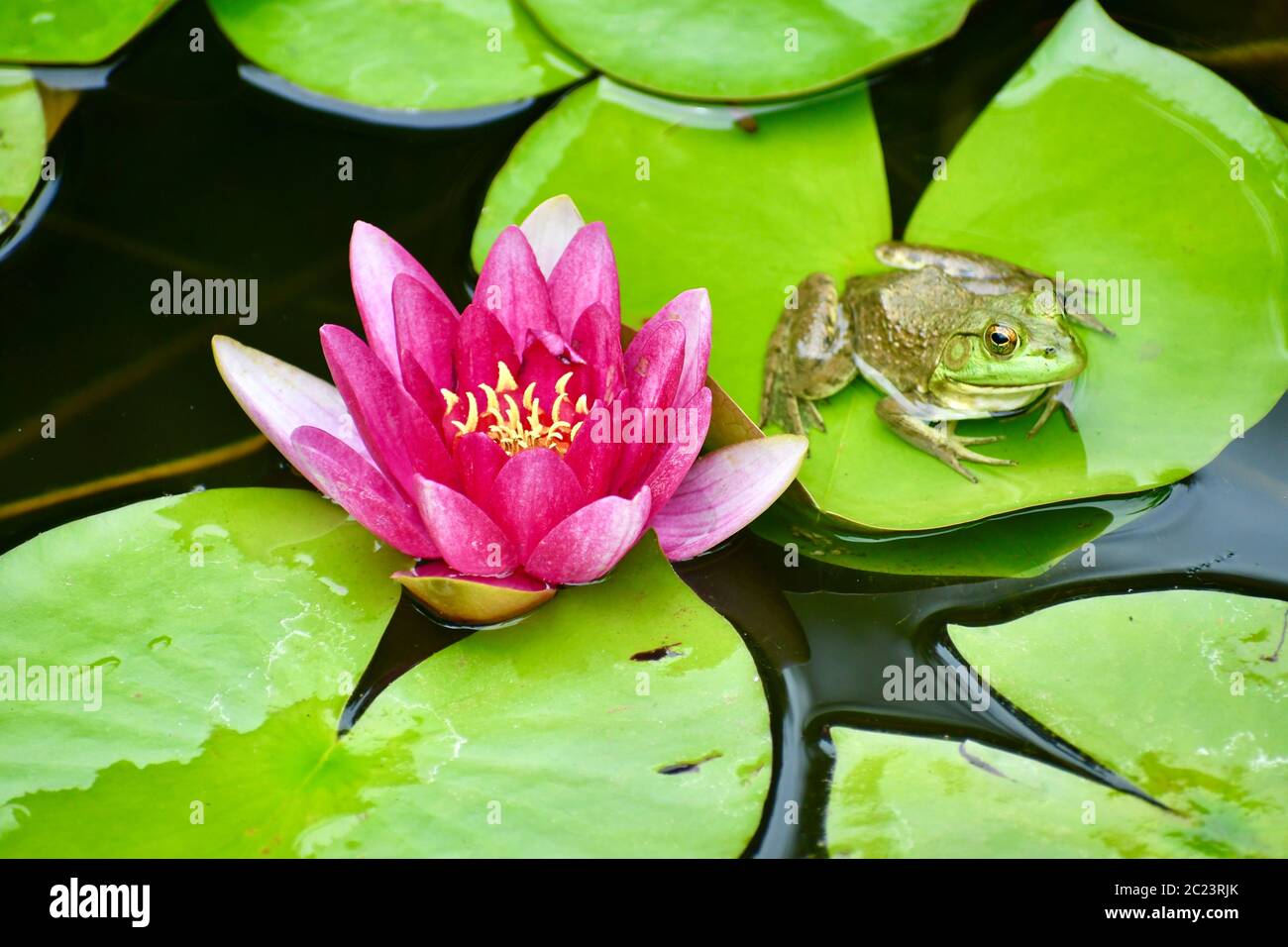 flower, waterlily with frog Stock Photo - Alamy