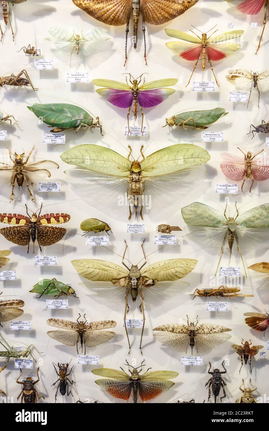 Moscow, Russia - March 12, 2019: Collection of dried natural insects in ...