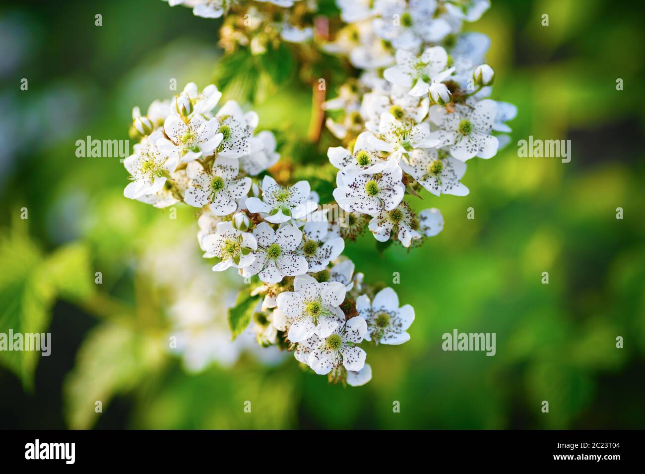 Blooming spring tree Stock Photo - Alamy