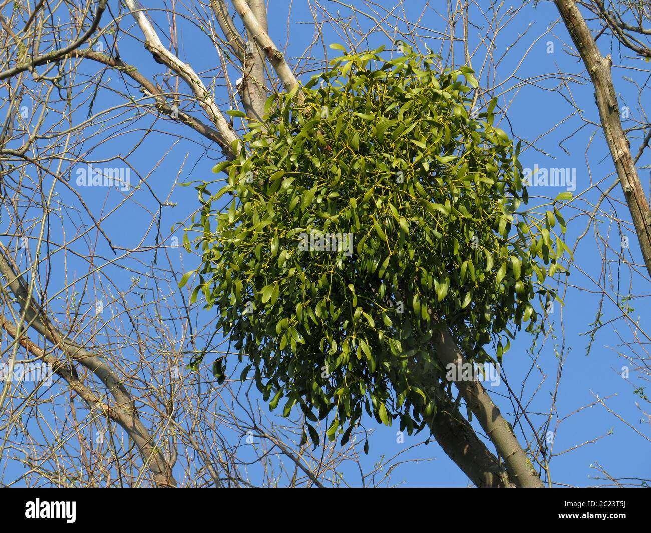 Viscum album growing in the crown of a Populus species Stock Photo - Alamy