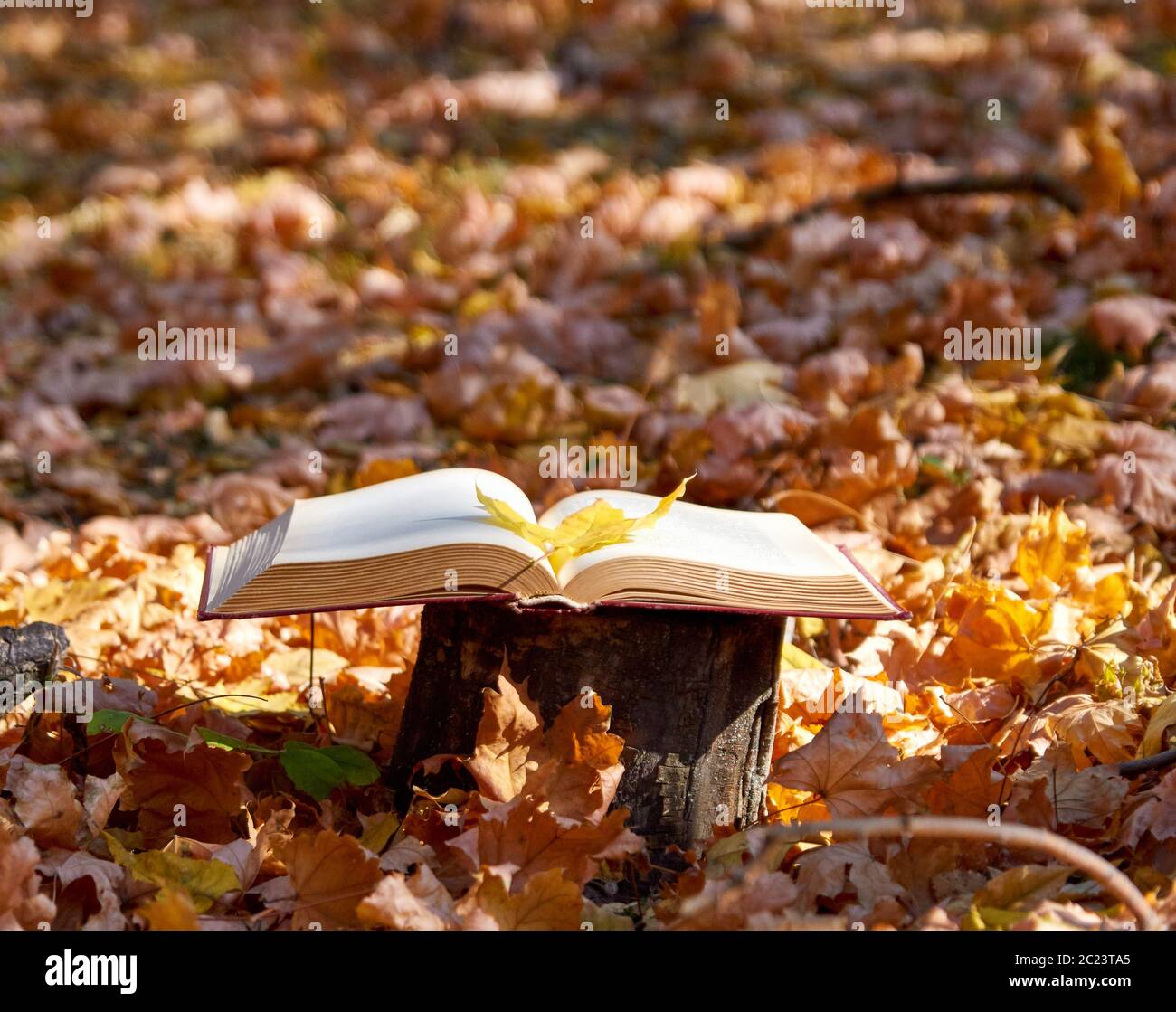 Book on stump in forest hi-res stock photography and images - Alamy