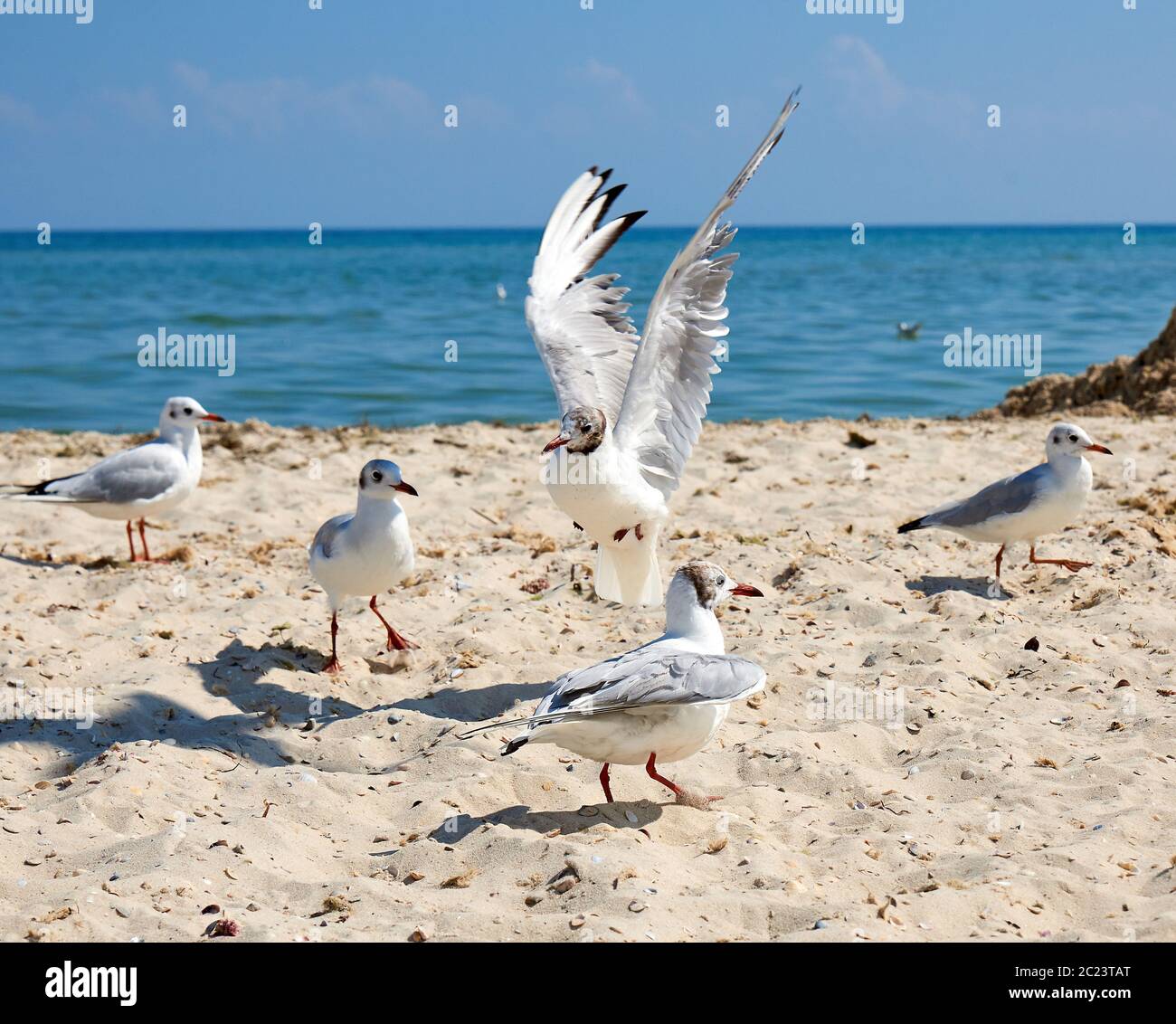 big white sea gulls on the sandy coast of the Black Sea on a summer day ...