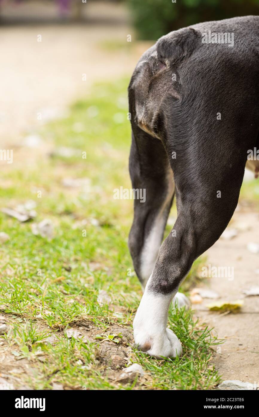 Rear legs of English Bulldog standing in a garden Stock Photo - Alamy