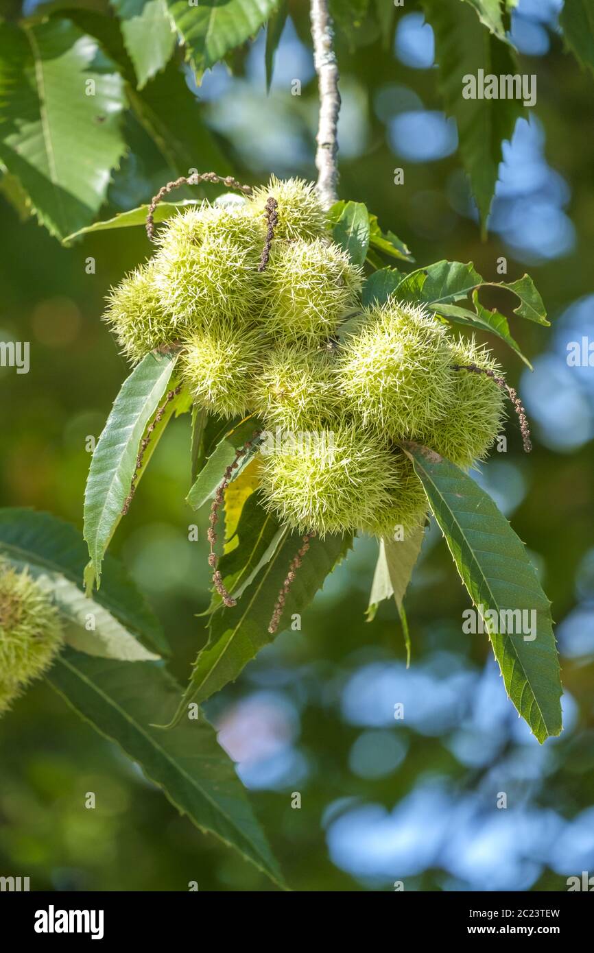 Edelkastanie (Castanea sativa Stock Photo - Alamy